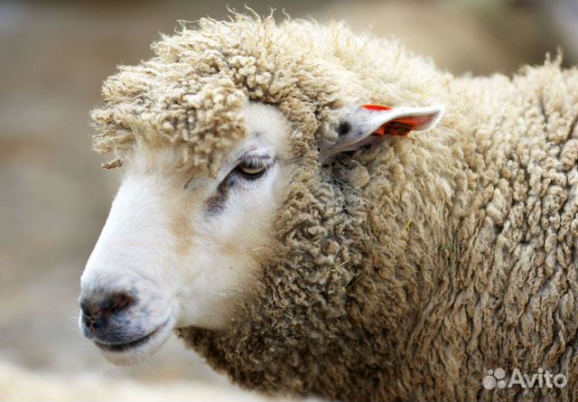 Барашки для Курбан Байрам