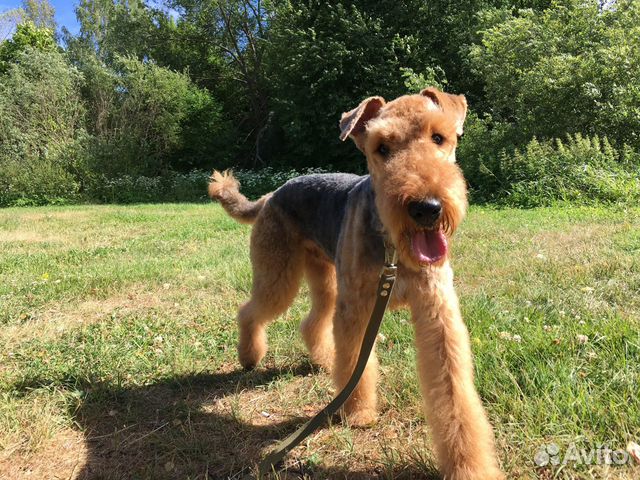 Ищет дом эрдельтерьер Грей, кобель, 2 года