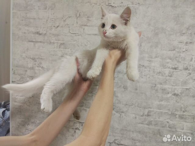 Котенок Айс 2 мес