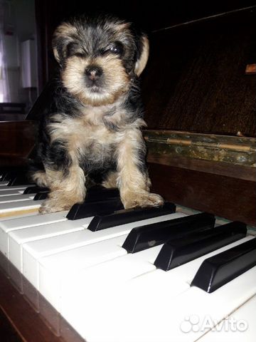 Продам щенков йорков