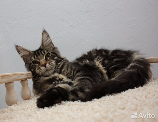 Котик Сандро черный мрамор
