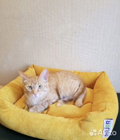 Котенок Лео 9 мес в добрые руки