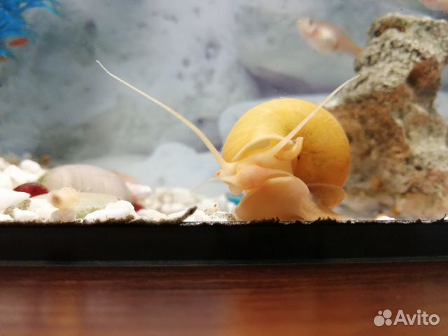 Малыши ампулярии отдам бесплатно