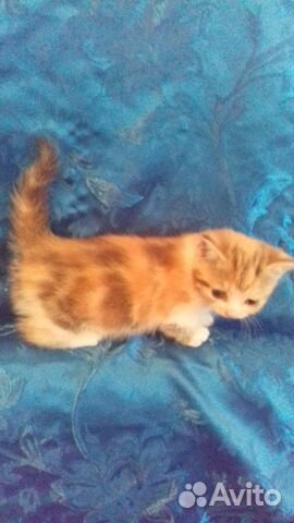 Шикарная шоколадно - красная черепаховая в манчкин