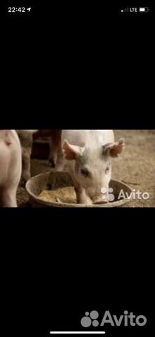 Супоросная свинья