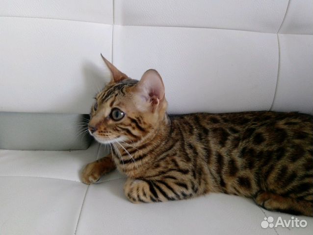 Бенгальская подрощенная кошечка