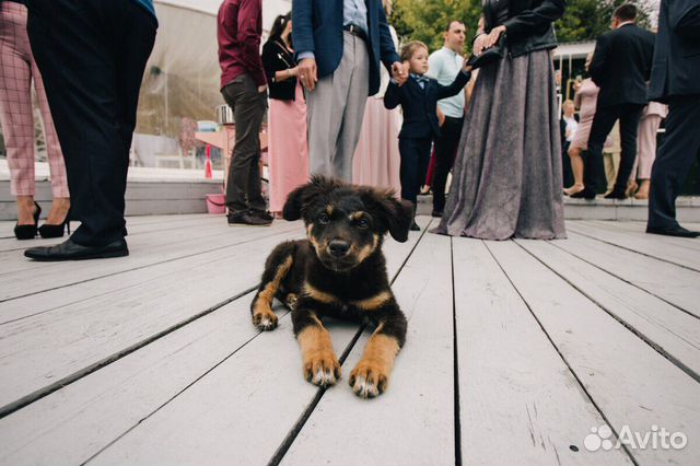 Самый милый пёс ищет семью