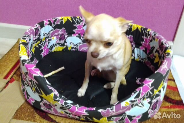 Чихуахуа девочка