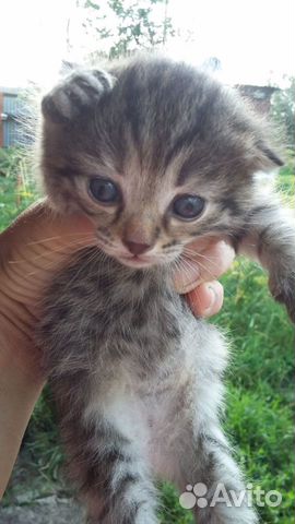 Котёнок - наполовину британец