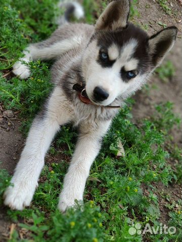 Продам щенка