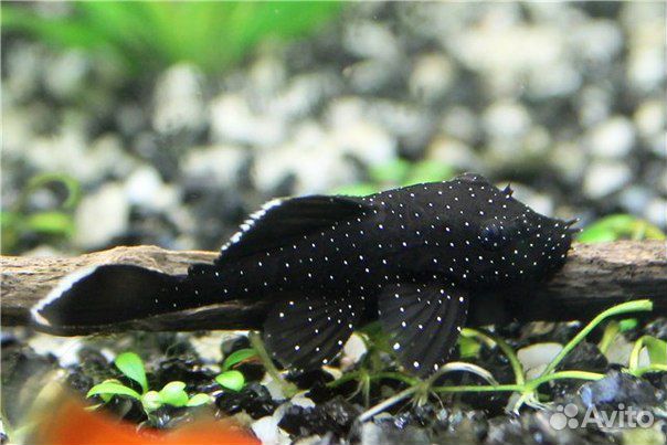 Звёздный анциструс L-181, хелена, анубиас