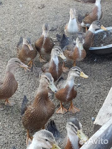 Утята Башкирские. Вывод 2 августа. Доставка