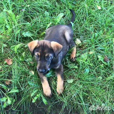 Щенок В добрые руки