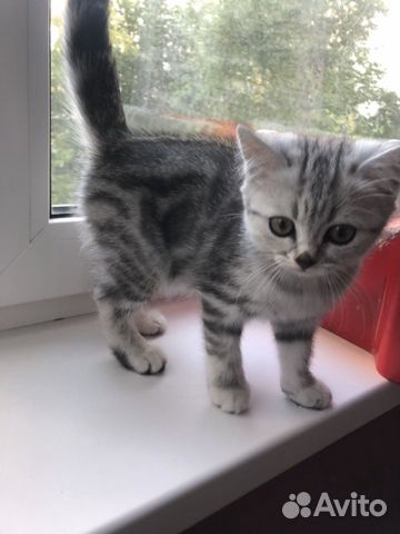 Кошечка британка