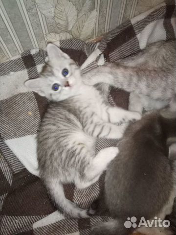 Домашние котята