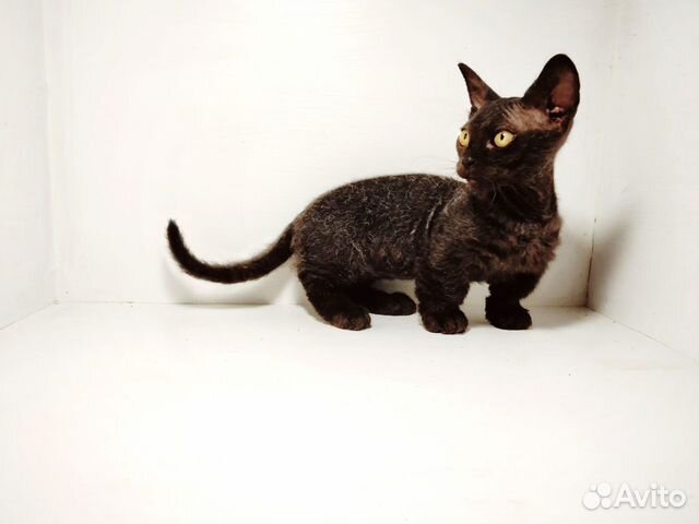 Девочка Манчкин. Гипоаллергенная