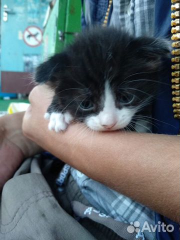 Котята