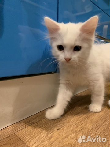 Турецкая ангора