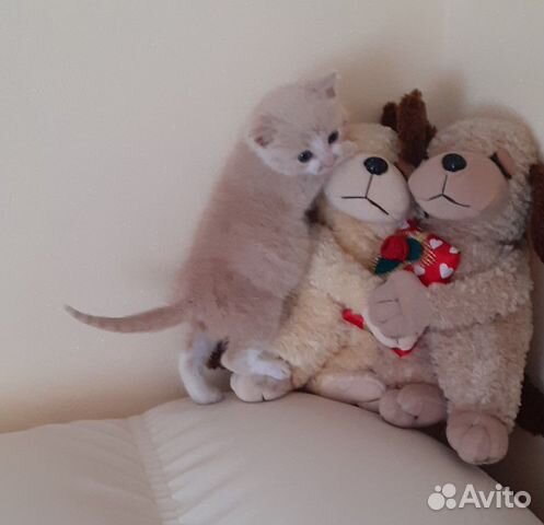 Малышка Аля ищет дом