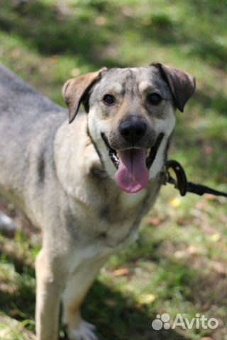 Отдам даром собаку Грея бесплатно