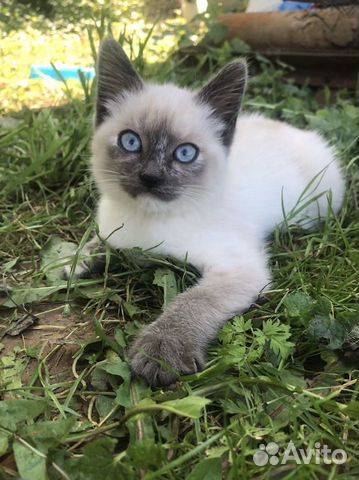 Котёнок в добрые руки