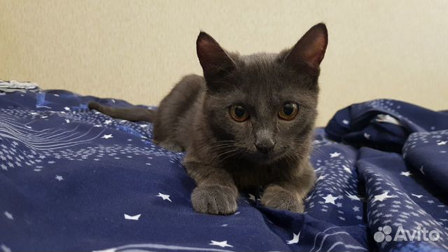 Котята.Котята в добрые руки.Котенок.Серый котёнок