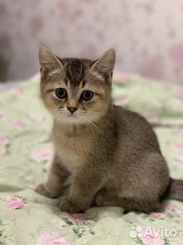 Британский шиншилловый котёнок