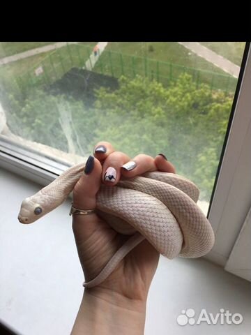 Техаский полоз, леуцист, самец