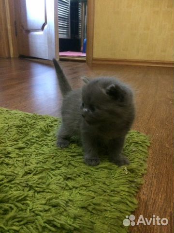 Котята