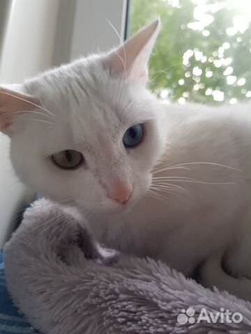 Разноглазая кошечка Као-Мани