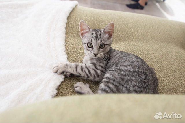 Котята-метисы редкого окраса, 2,5 месяца