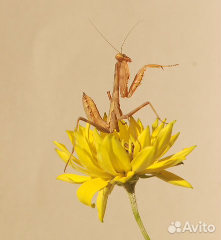 Богомолы древесные L5 зеленые и коричневые