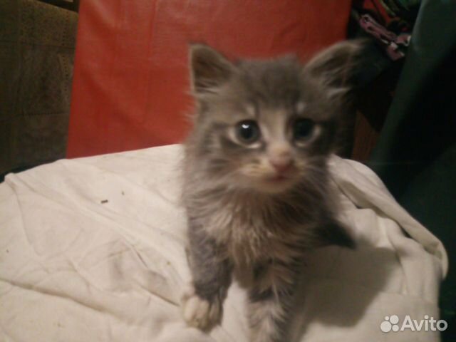 Котенок девочка