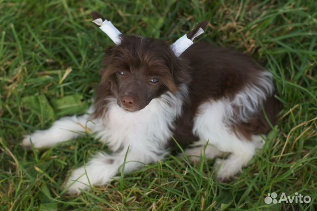 Шоколадный малыш