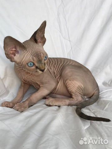 Голубоглазый мальчуган. 3 месяца