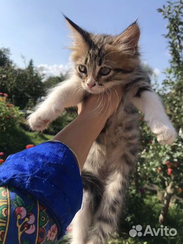 Бесплатно отдам в добрые руки, кошечку Метис сибир