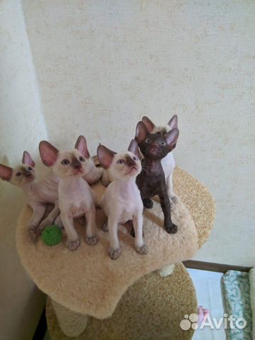 Котенок корниш - рекс