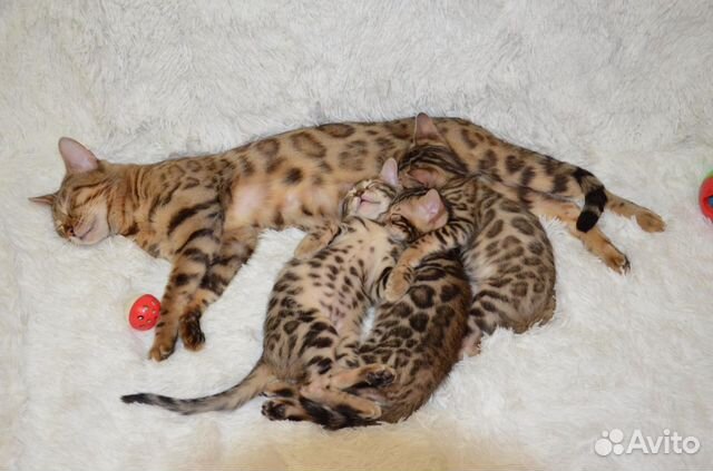 Малыши 1,5 месяца