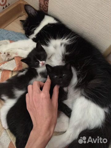 Питерские котята