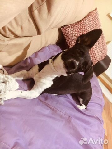 Милая собачка ищет временное жильё