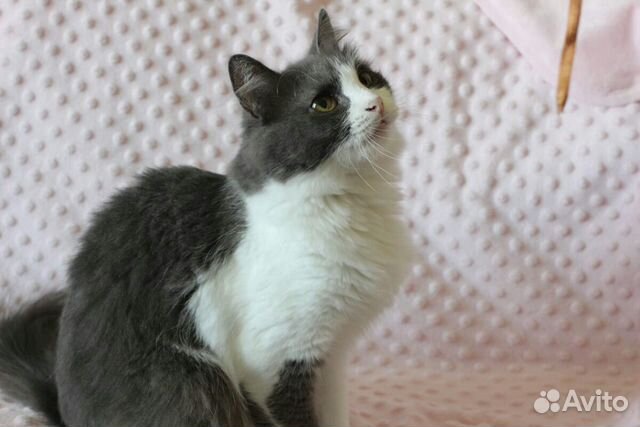 Кошка в добрые руки