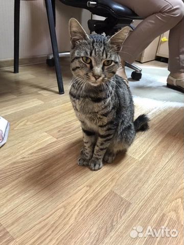 Милый котик ищет себе дом