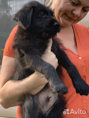 Щенки метисы миттельшнауцера 2,5 мес