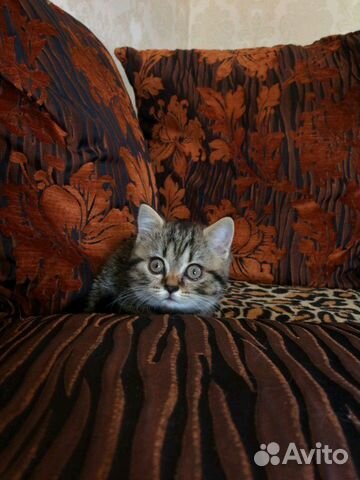 Котенок Скоттиш Страйт