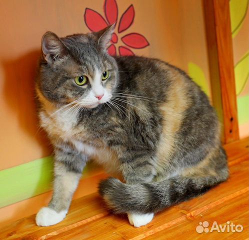 Шанежка в добрые руки