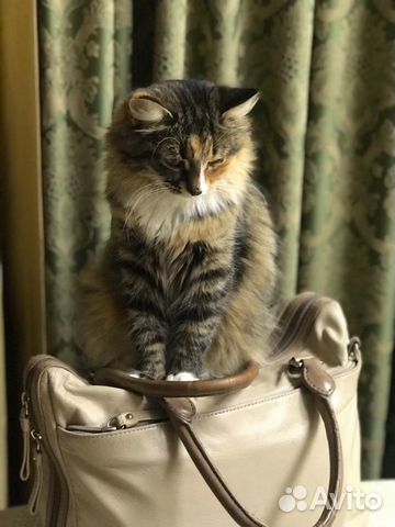 Кошечка в дар