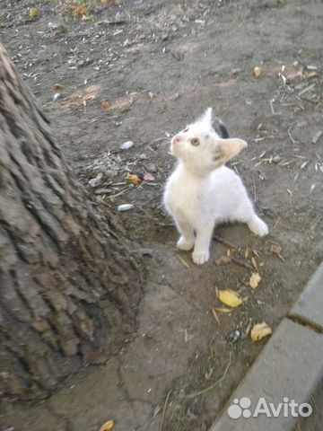 SOS Котенок белый с серым хвостиком