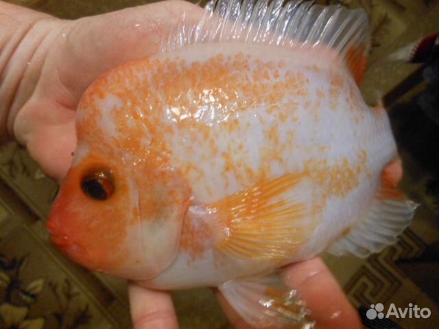 Цихлазома цитроновая