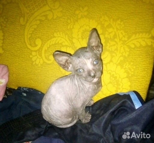 Донской сфинкс