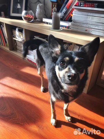 Джекрассел\Немецкий терьер